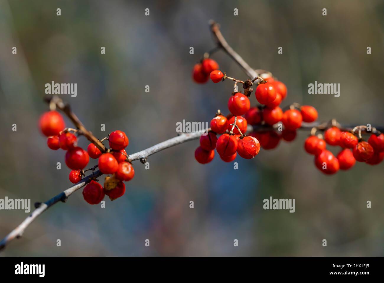 Oriental Bittersweet, Celastrus orbiculatus, fruits of the invasive ...