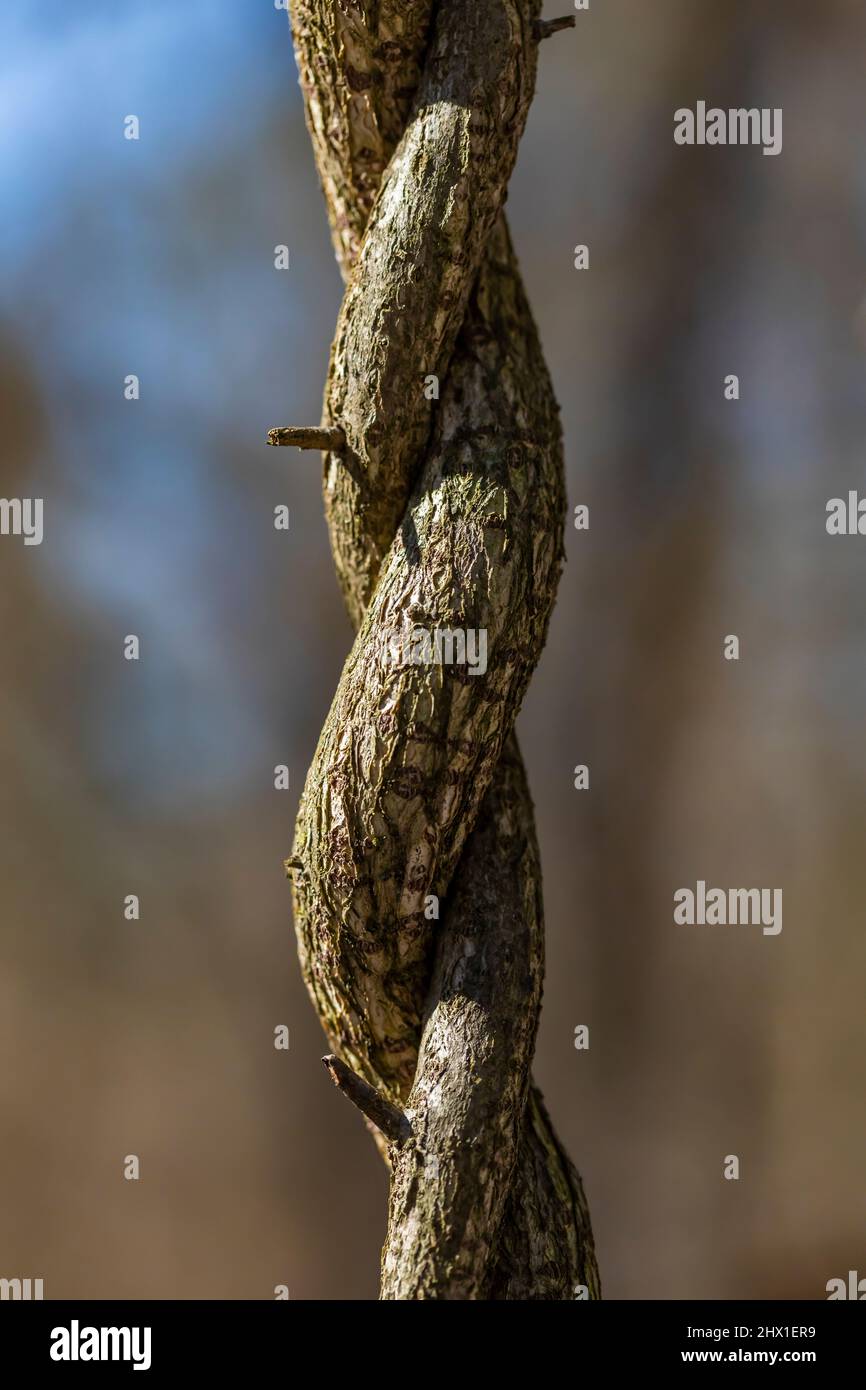 Oriental Bittersweet, Celastrus orbiculatus, an invasive woody vine in ...