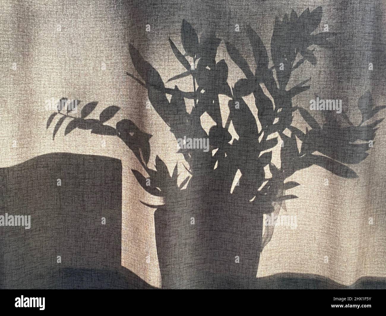 plant in the pot shadow behind the blinds. High-quality photo Stock ...