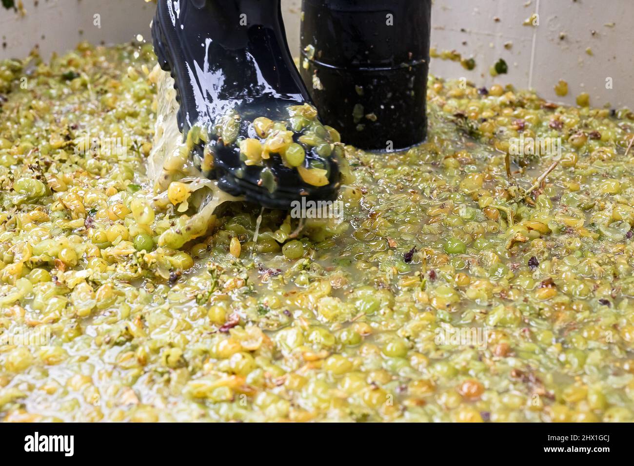 Pressing grapes feet hi-res stock photography and images - Alamy