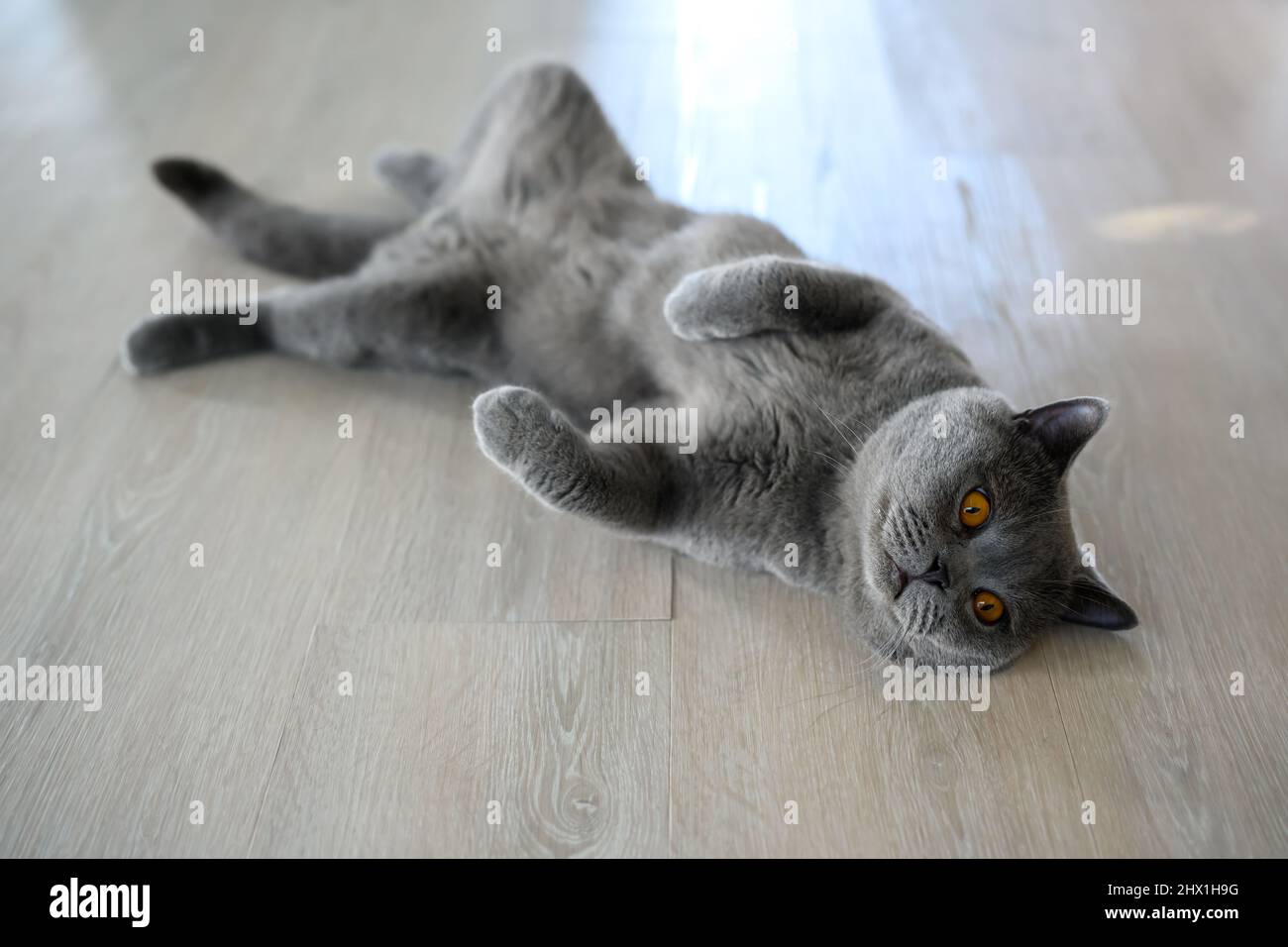 Black cat lying on its back, young cat sleeping with legs spread open ...