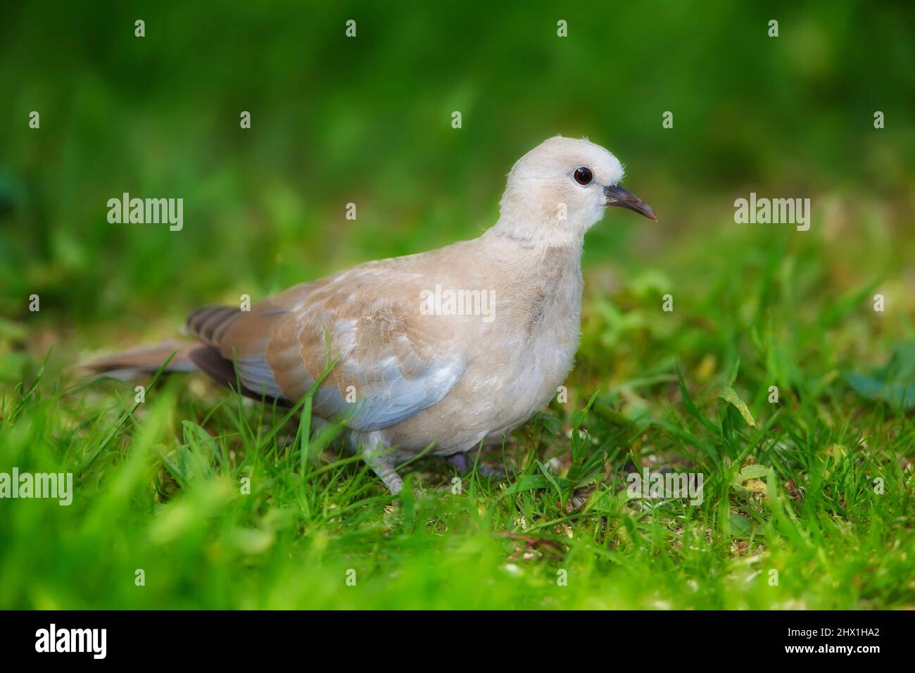 Lovely turtle dove - elegant and beautiful. Shot of turtle dove in ...