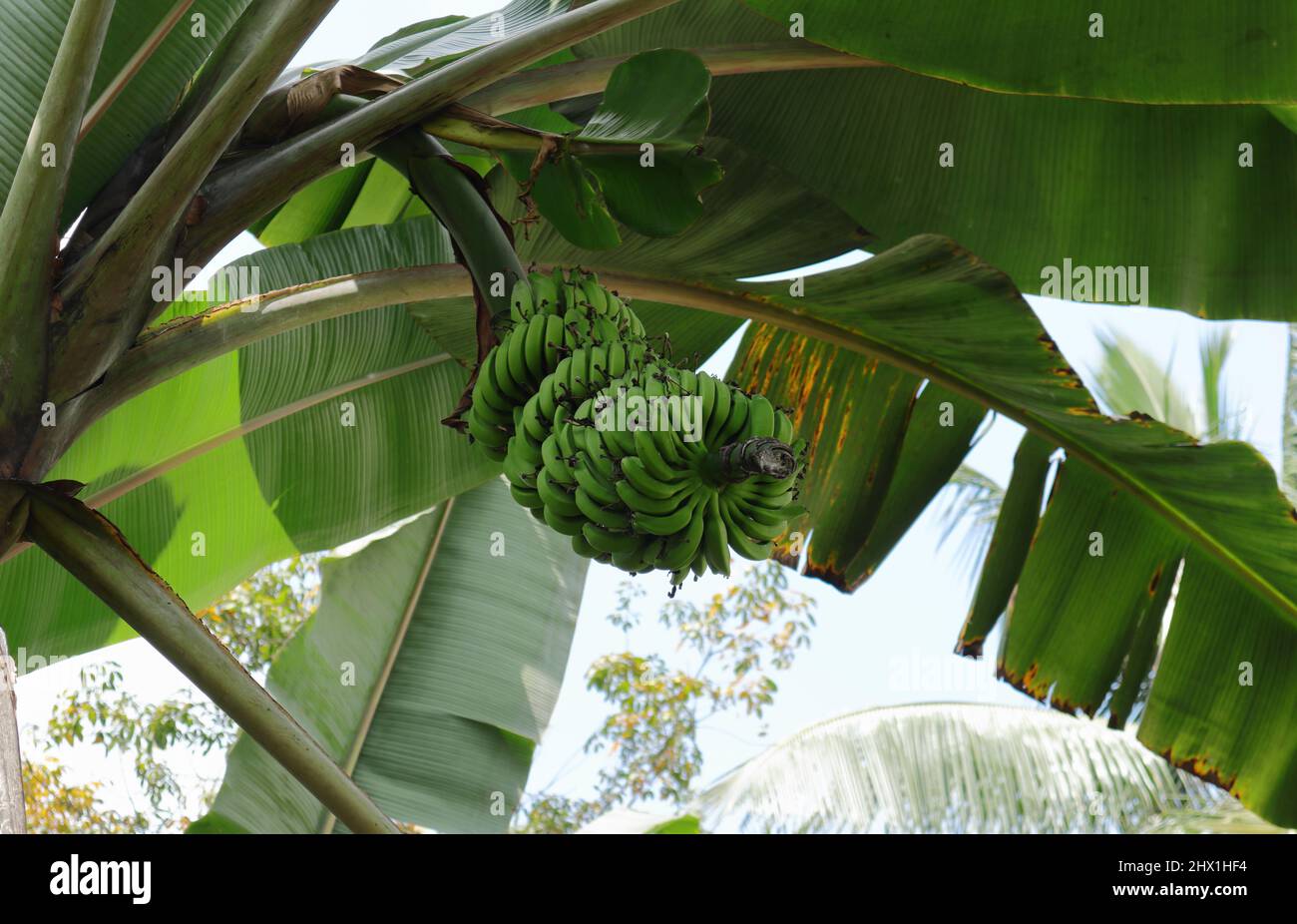 Underneath view of a Banana tree showing immature banana fruits and ...