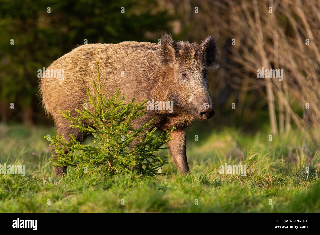 Single wild boar standing behind a young tree in warm evening light ...