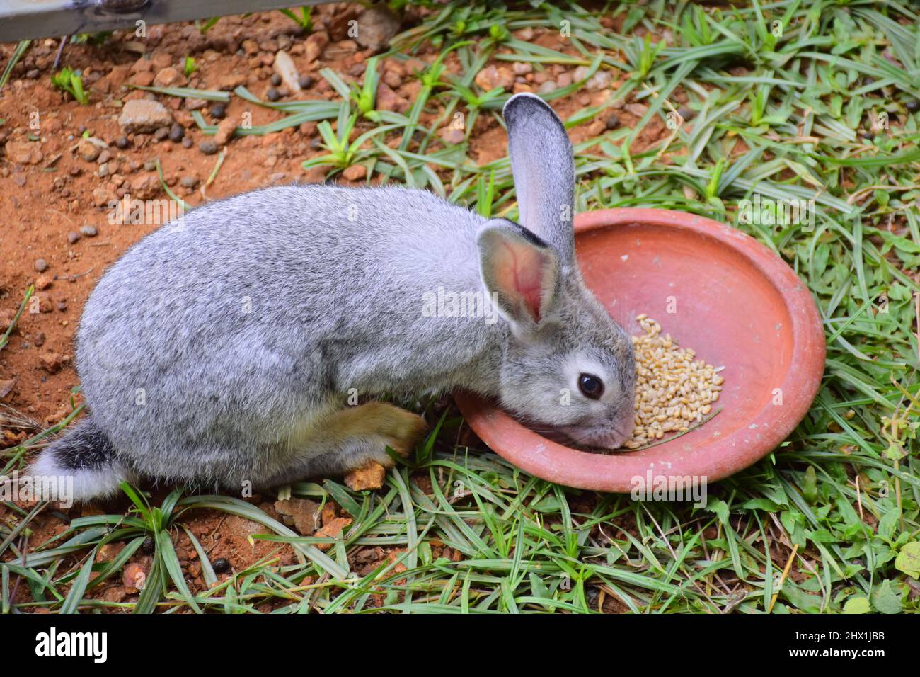 Rabbit having food Stock Photo - Alamy