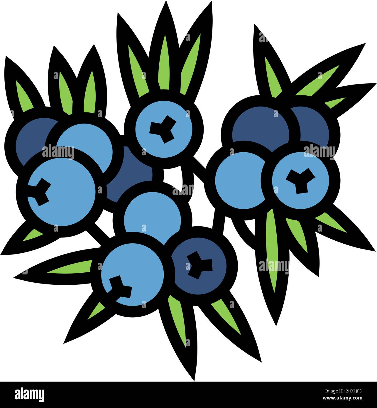 juniper berry color icon vector illustration Stock Vector Image & Art ...