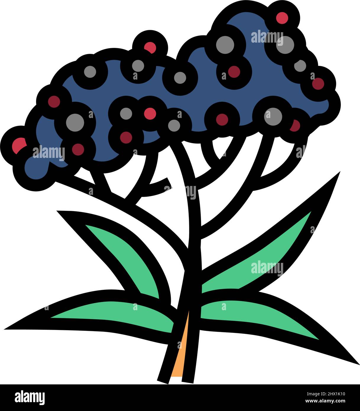 elderberry tree branch color icon vector illustration Stock Vector ...