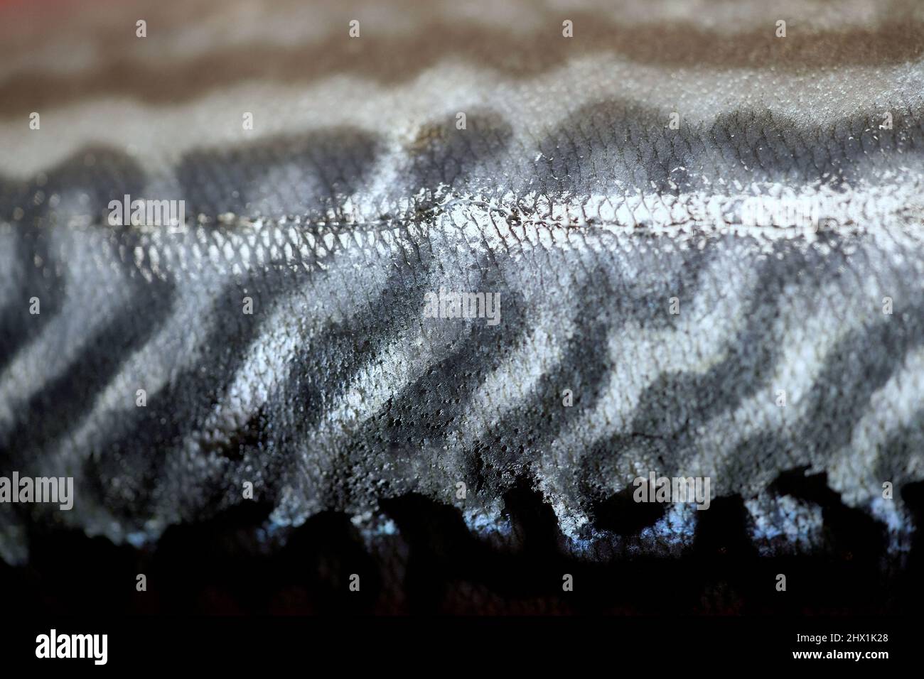 Striped coloring of skin mackerel fish close up.Texture of mackerel ...