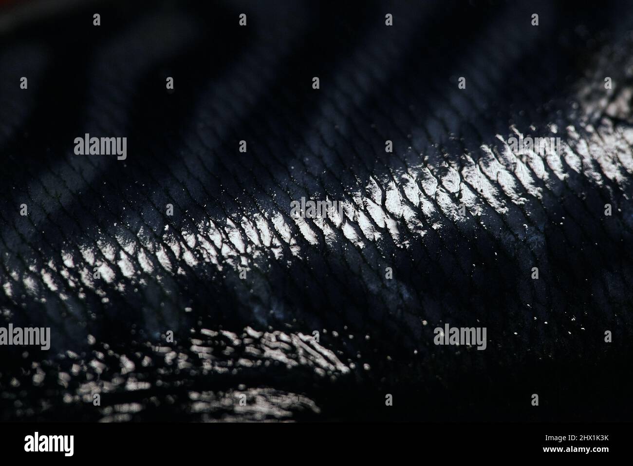 Striped coloring of skin mackerel fish close up.Texture of mackerel ...