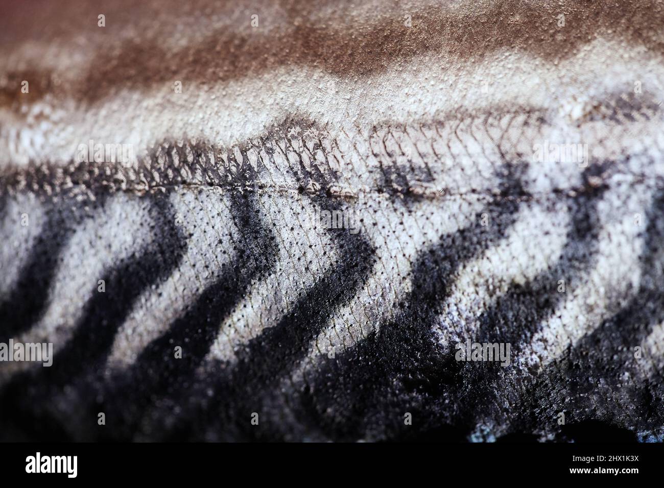 Striped coloring of skin mackerel fish close up.Texture of mackerel ...