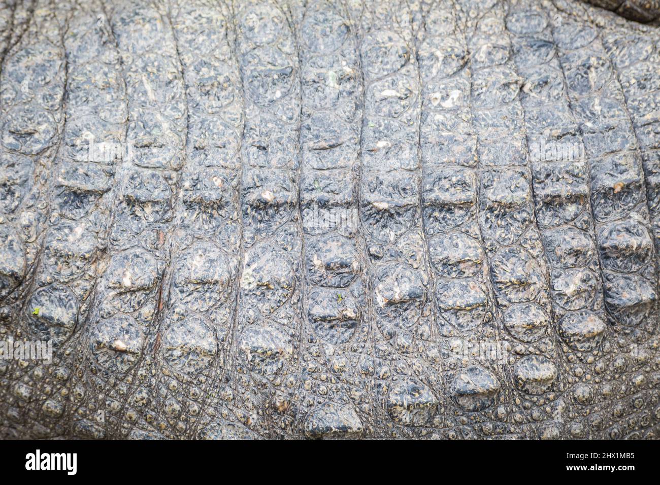 Crocodile texture skin with water background Stock Photo - Alamy