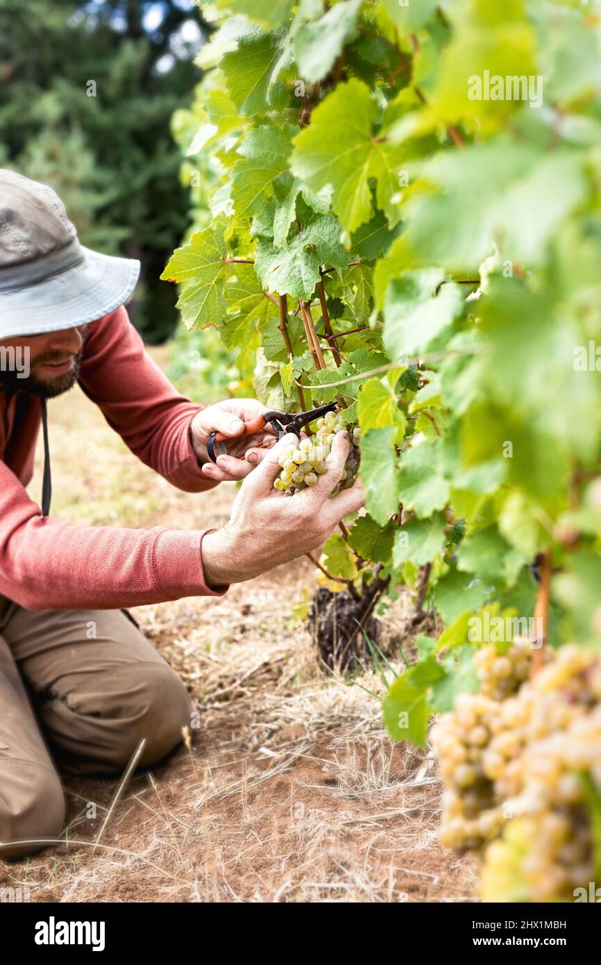 Winemaking process hi-res stock photography and images - Alamy