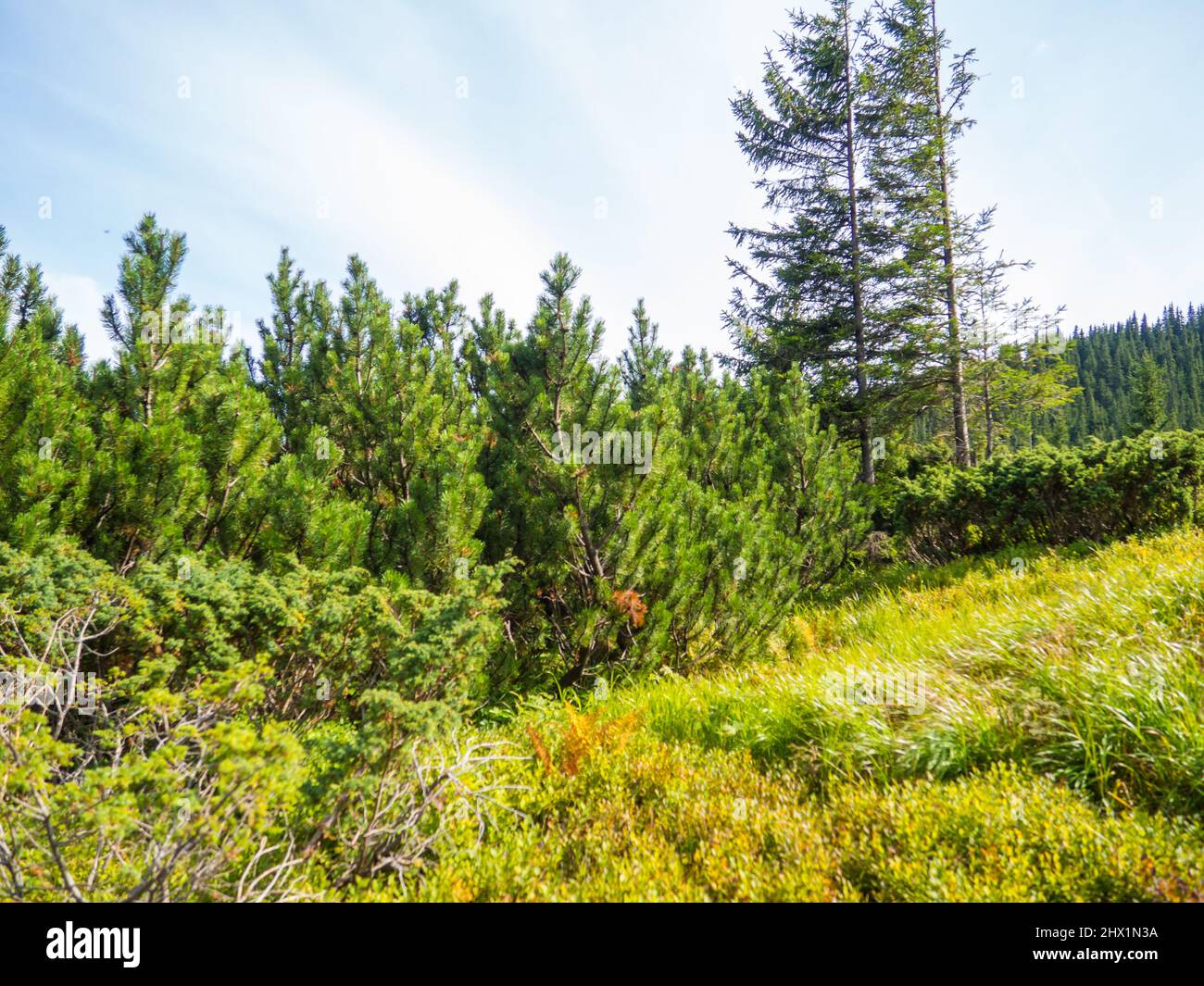 mountain landscape with coniferous forest Stock Photo - Alamy