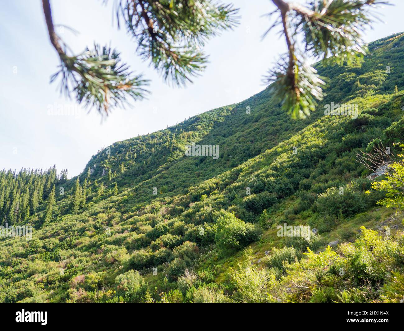 mountain landscape with coniferous forest Stock Photo - Alamy