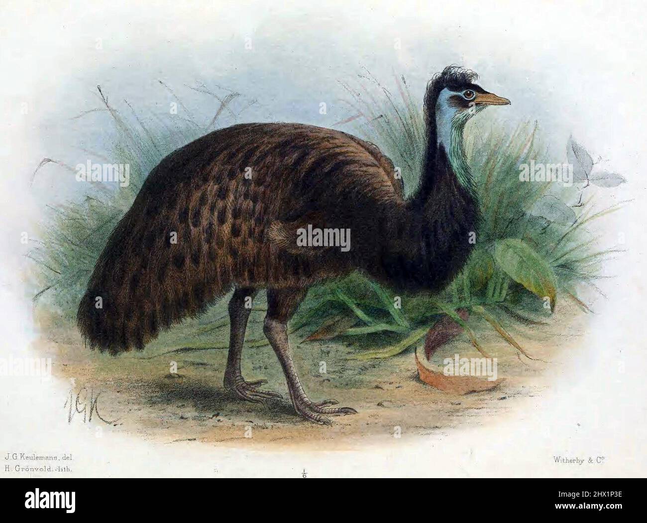 King island emu hi-res stock photography and images - Alamy