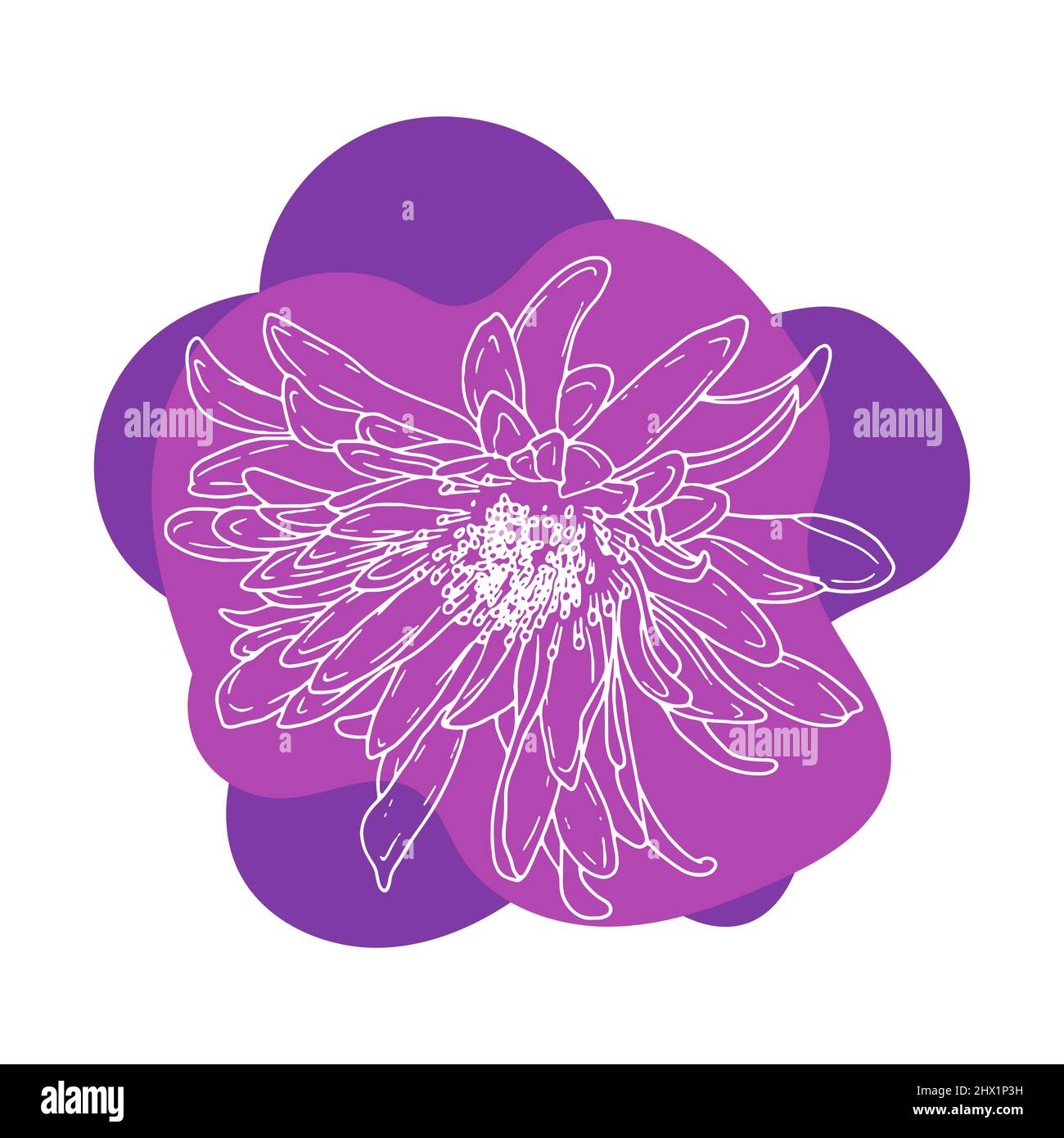 Aster. Hand drawn spring flowers line art. Isolated on white background ...
