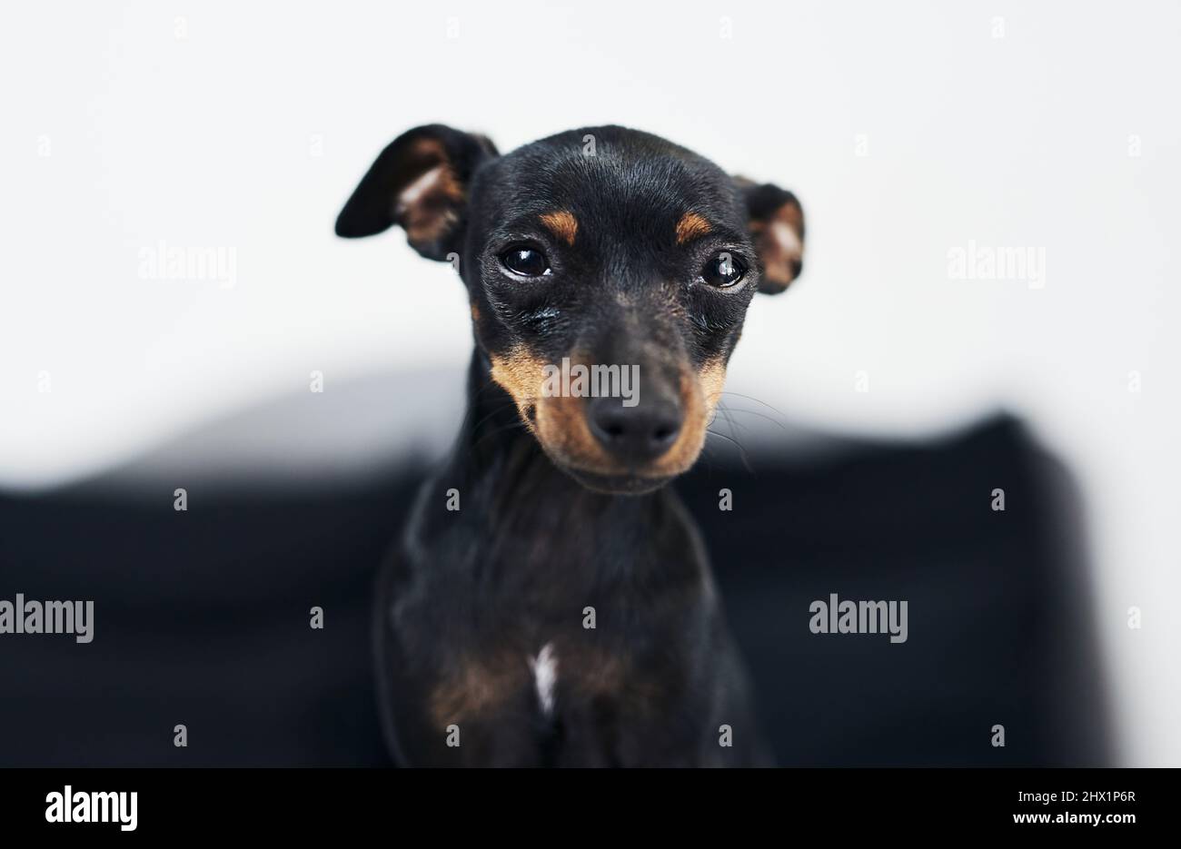 The cutest face to come home to. Shot of an adorable dog at home Stock ...