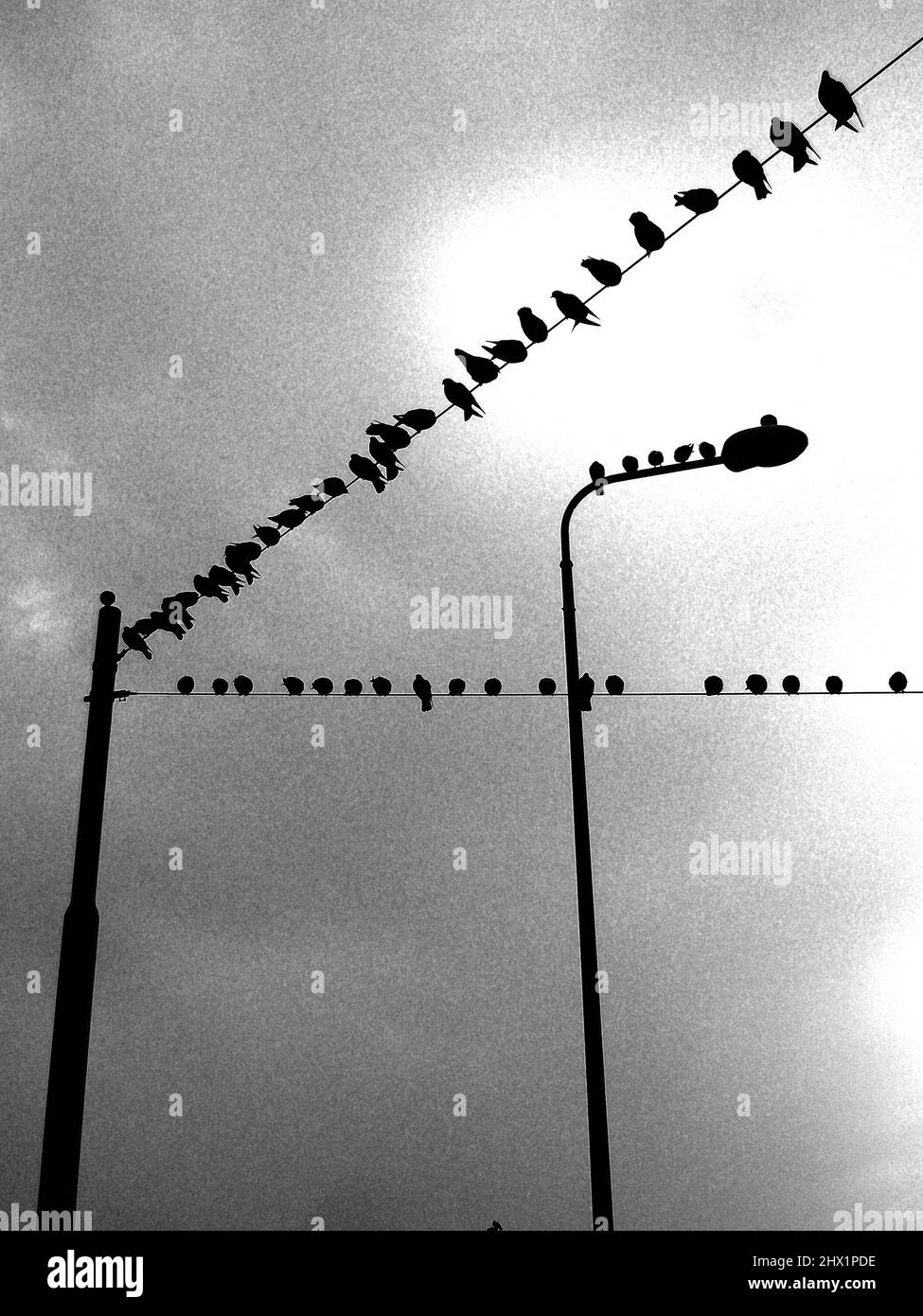 Backlit shot of several birds on a wire - Fine art photo of city ...