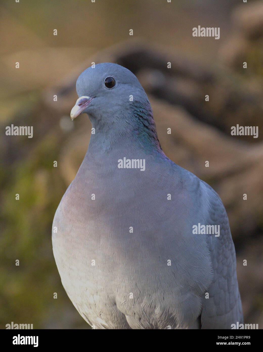 Stockdove hi-res stock photography and images - Alamy