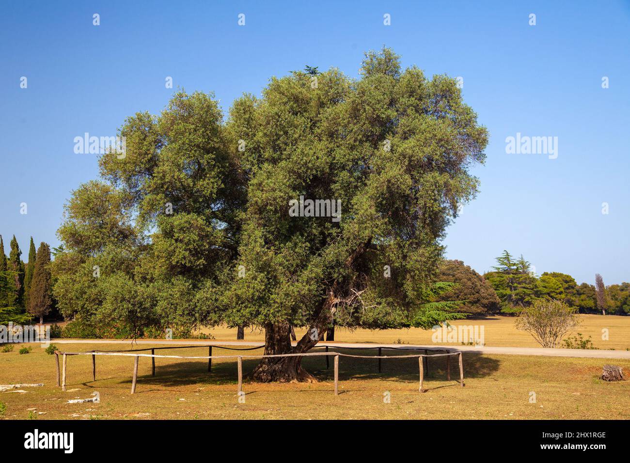 Ancient olive tree on Brijuni, Croatia Stock Photo - Alamy