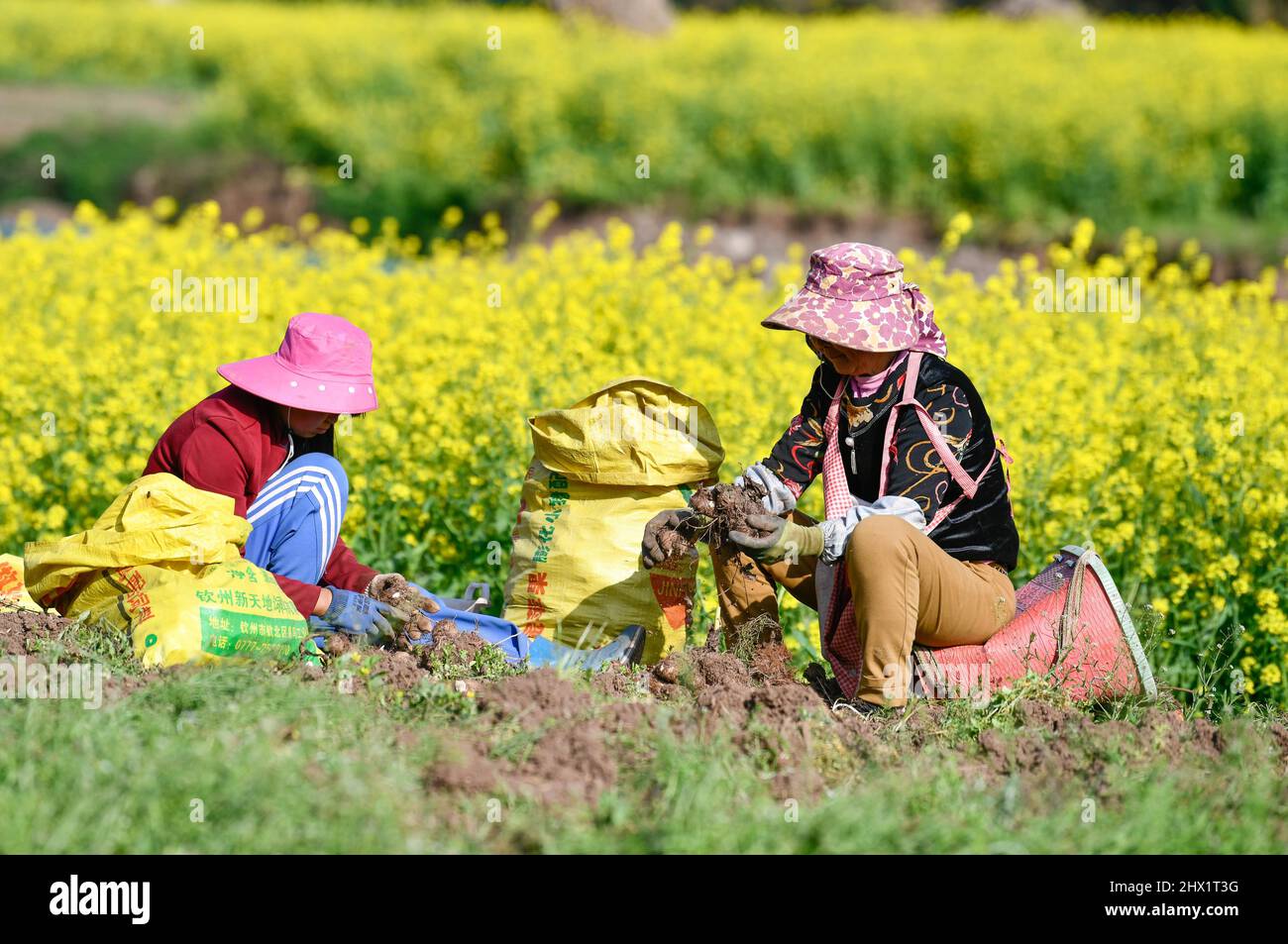 Weining, China's Guizhou Province. 7th Mar, 2022. Farmers harvest ...