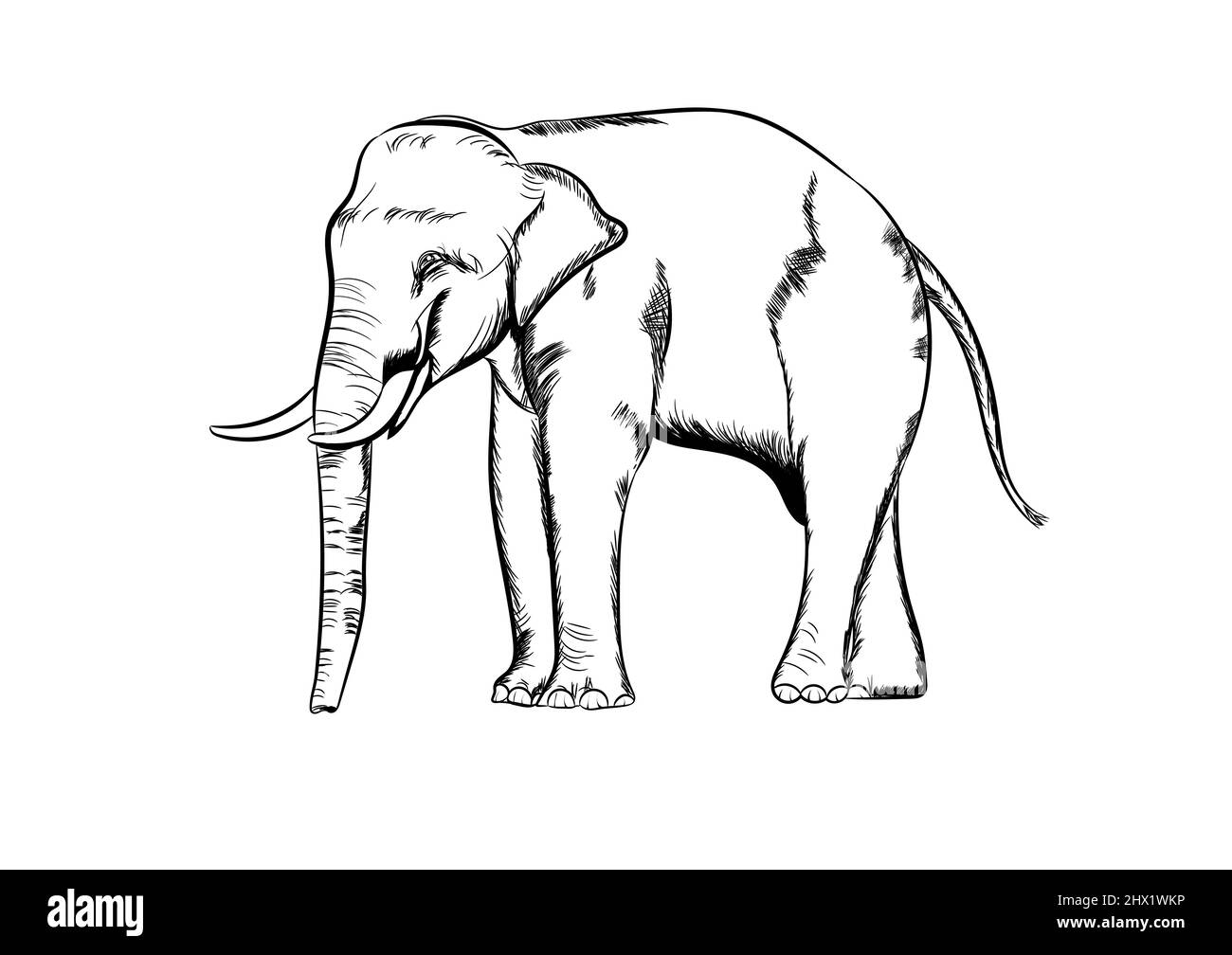 graphics drawing elephant Asia outline black and white transparent ...