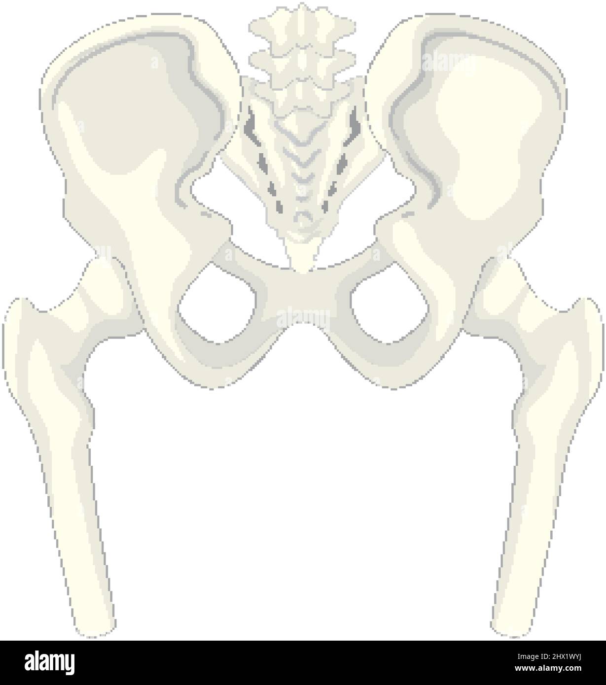Anatomy human pelvis on white background illustration Stock Vector ...