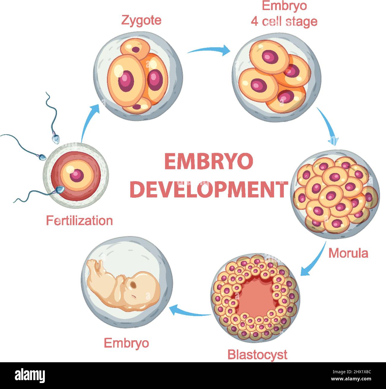 Human Embryonic Development In Human Infographic Illustration Stock