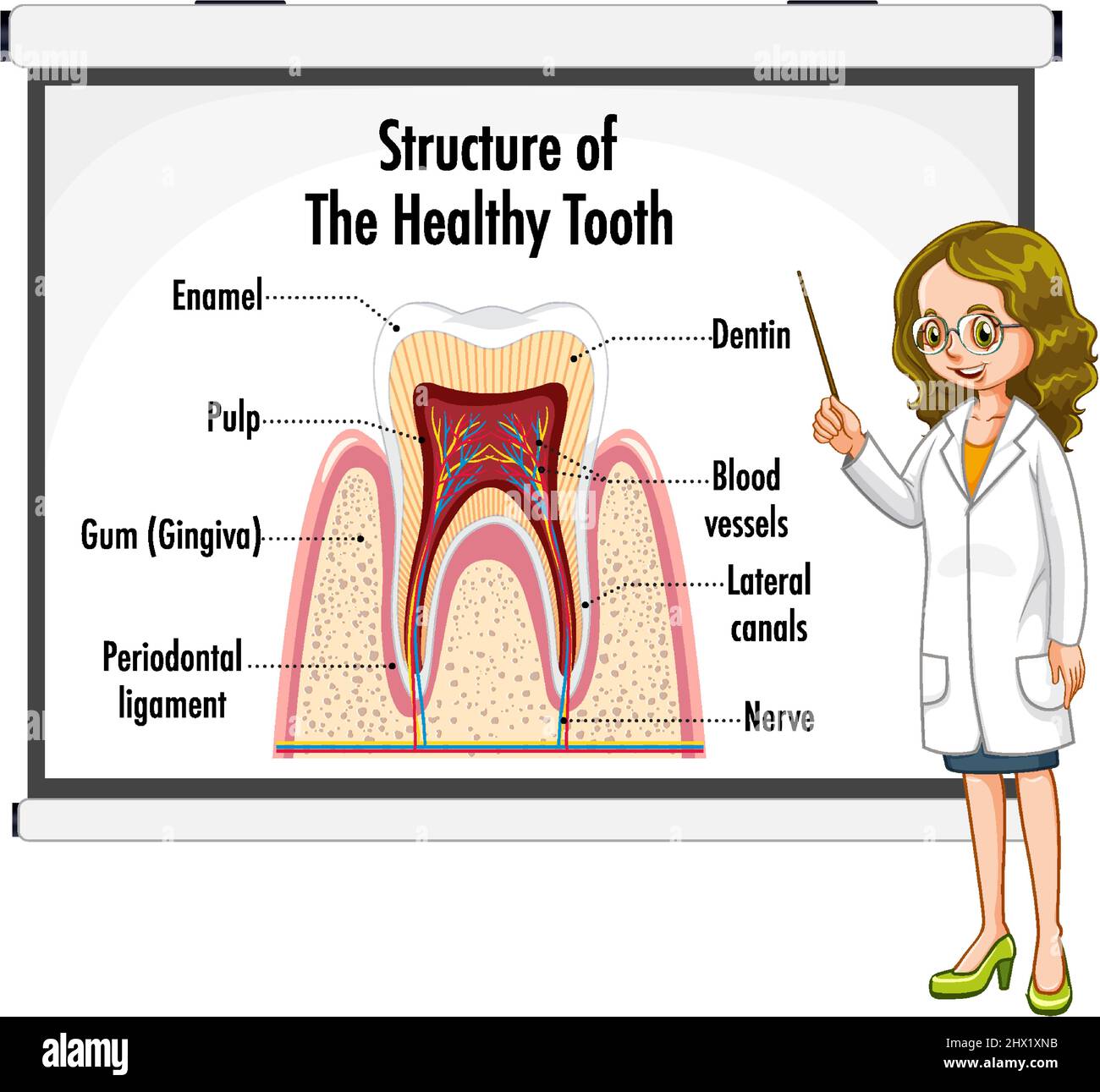 Infographic of human in structure of the healthy tooth illustration ...