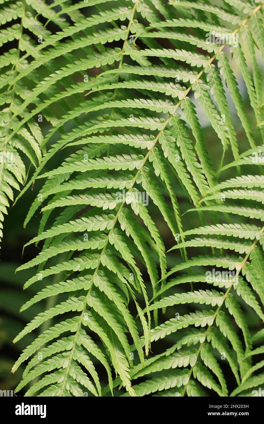 Beautiful bright green ferns growing in the summer meadow Stock Photo ...