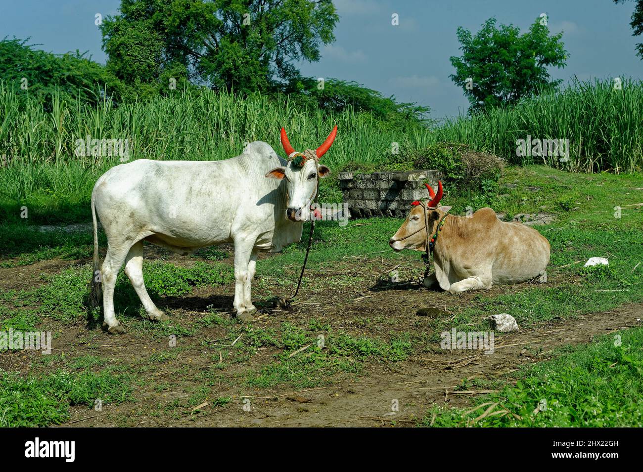 Two Bulls resting in farm at Ahmednagar state Maharashtra India Stock ...