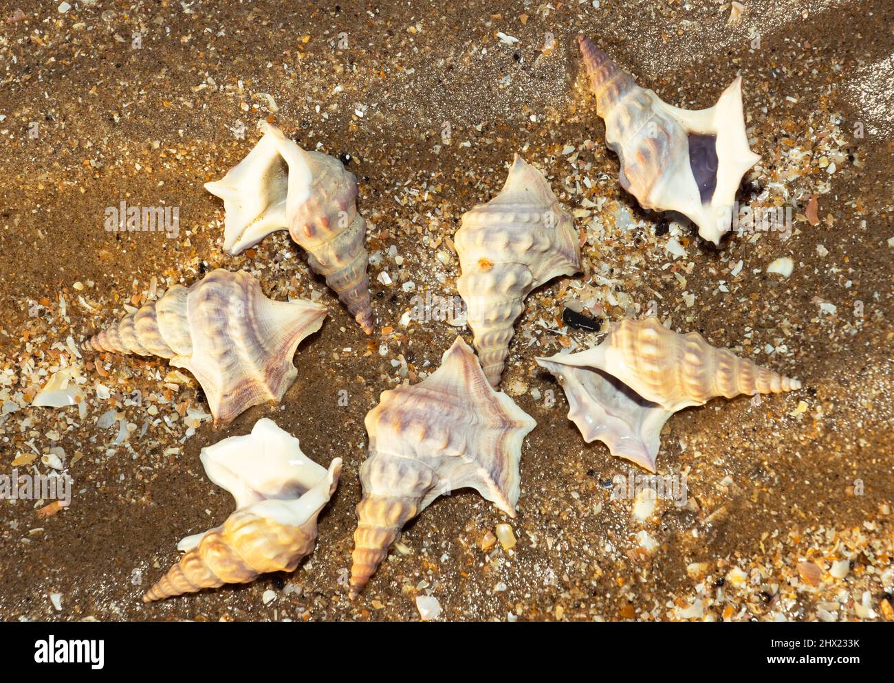 Habitats of shells hi-res stock photography and images - Alamy