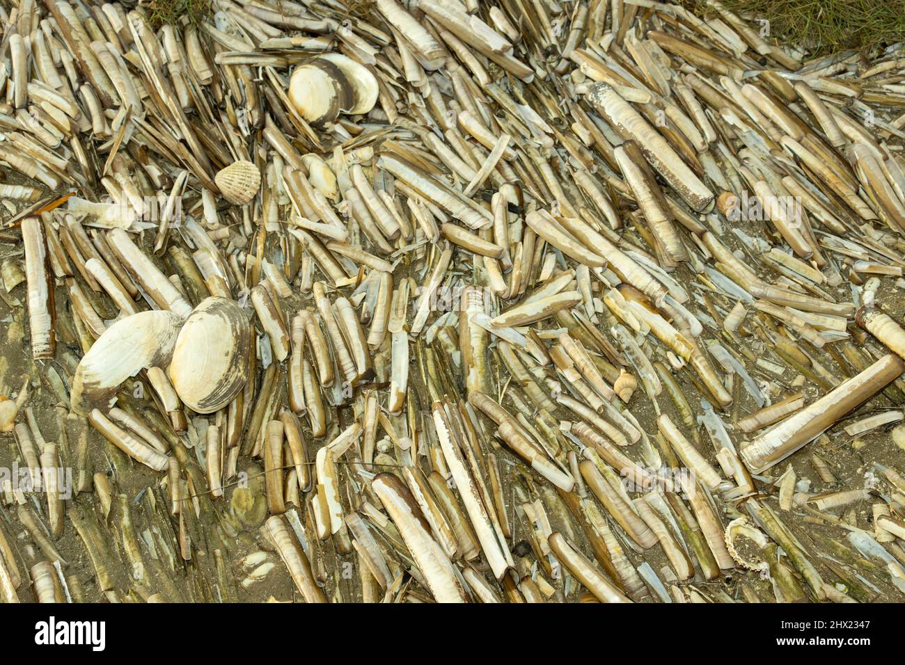 After winter storms large numbers of seashells are washed ashore at the ...