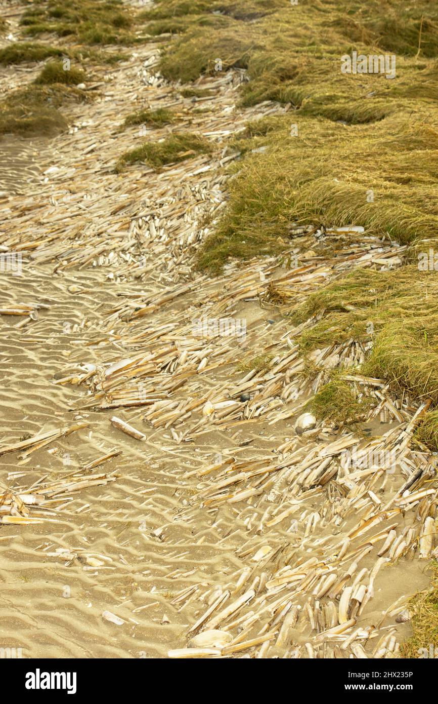 After winter storms large numbers of seashells are washed ashore at the ...