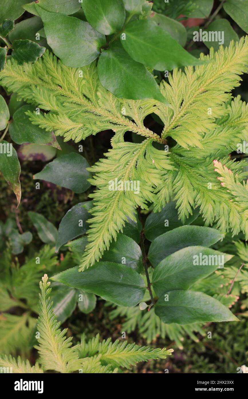 Beautiful bright green ferns growing in the summer meadow Stock Photo ...