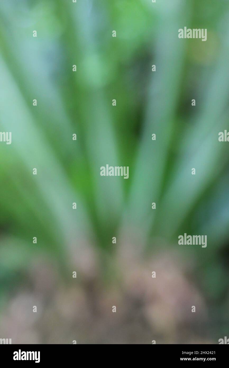 Beautiful bright green dreamy bokeh of a leafy plant growing in the ...