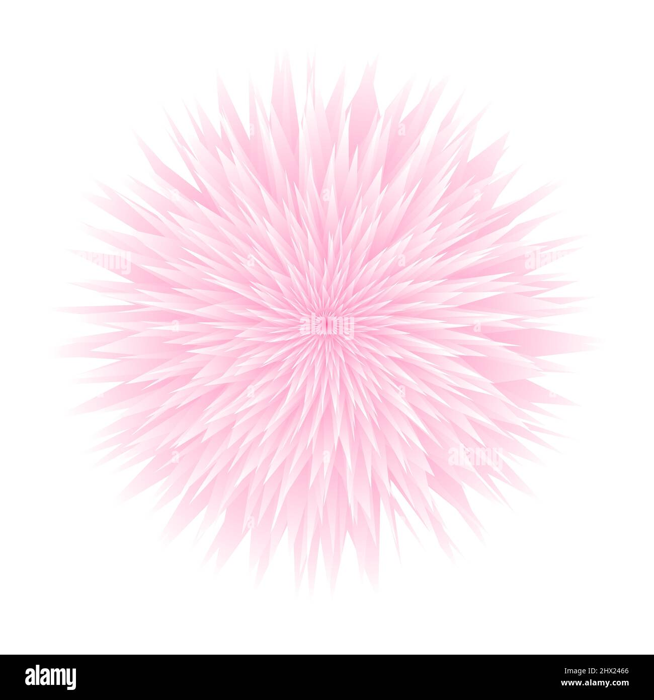 Pink aster on white background. Flower in bloom. Abstract background ...