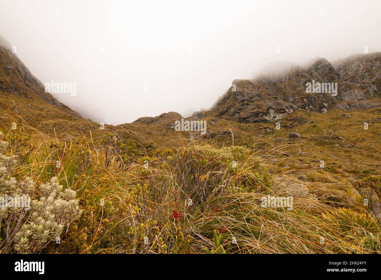 Hazy landscape with native alpine vegetation and grassland along the ...