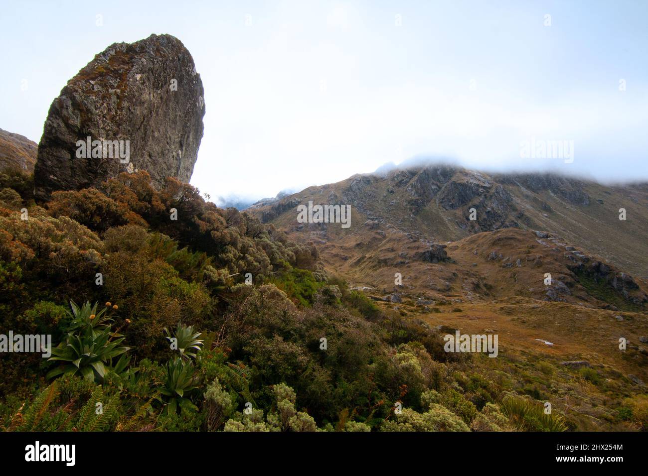 New Zealand Southern Alps Alpine tundra, high altitude wild vegetation ...