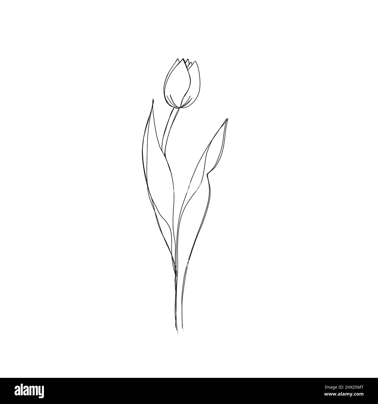 Tulip flower continuous line drawing. One line art. minimalism sketch ...