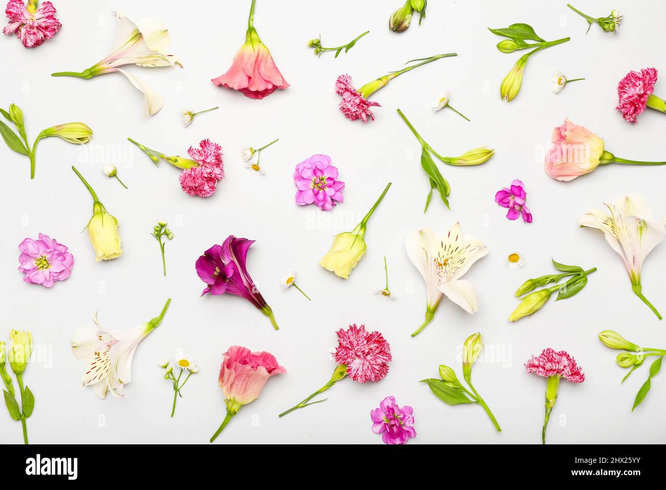 Different beautiful flowers on white background, closeup Stock Photo ...