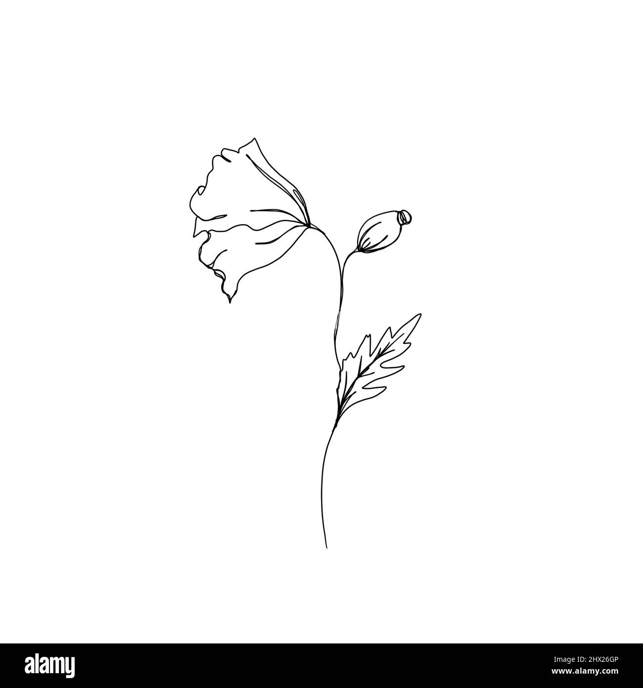 Poppy flower continuous line drawing. One line art. minimalism sketch ...