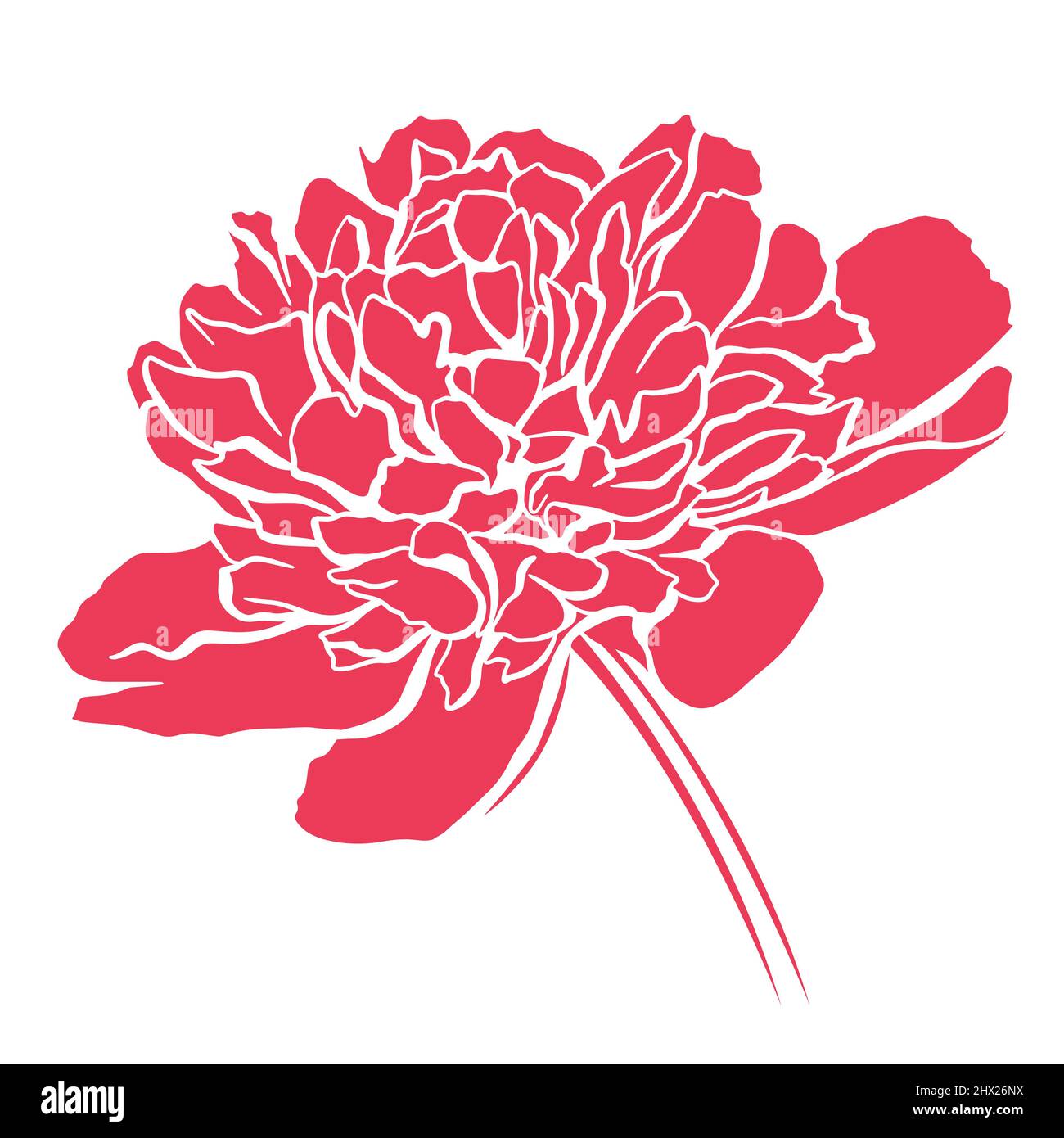 Lush pink flower peony Cut Out Stock Images & Pictures - Alamy