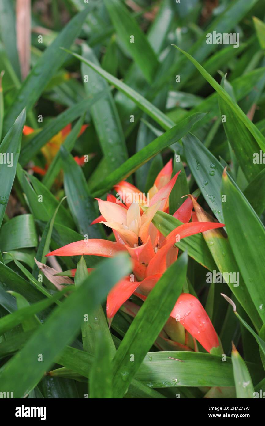 Bright orange bromeliad flower growing in the sunny green meadow Stock ...