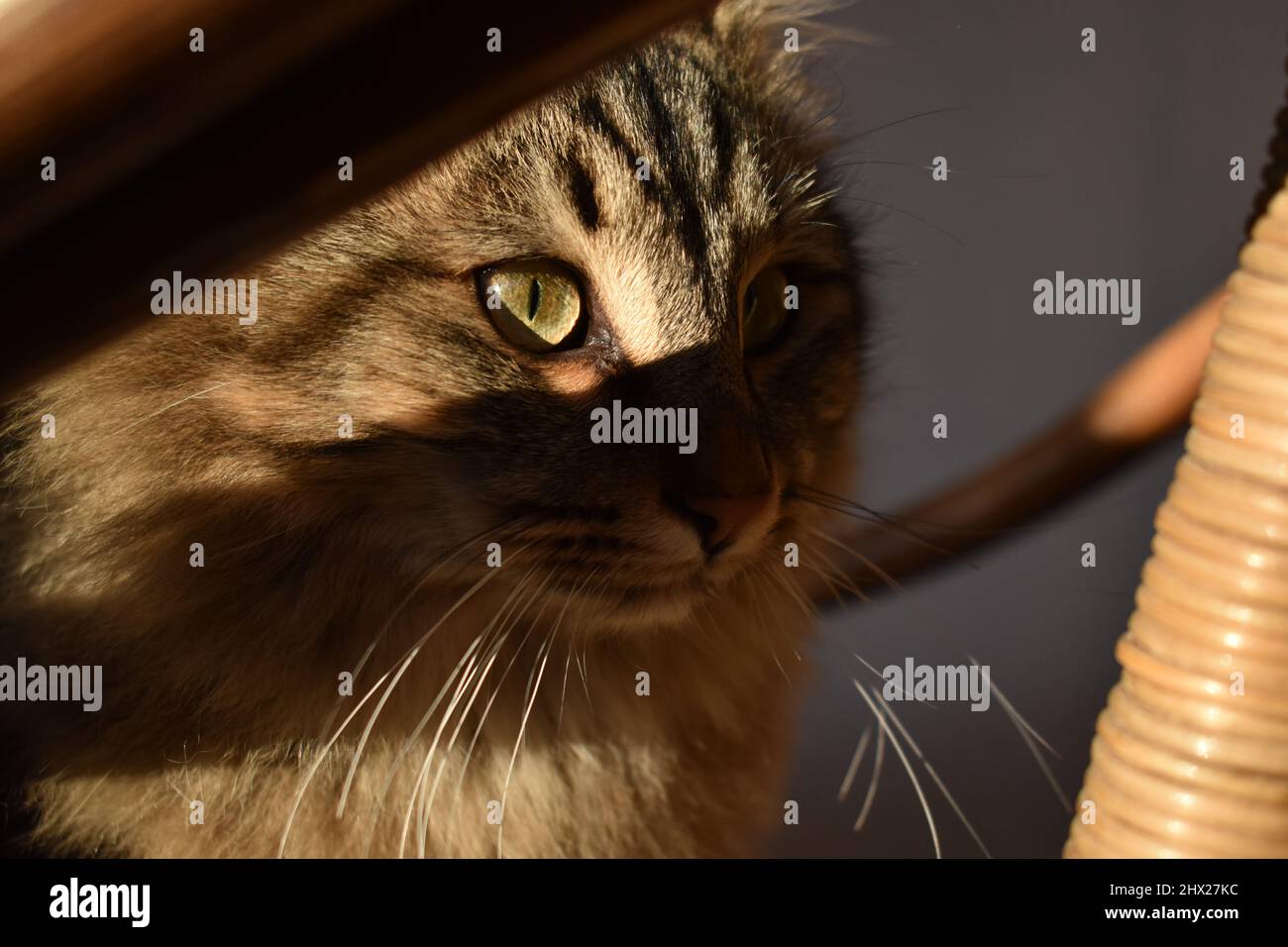 cat catching sun Stock Photo - Alamy