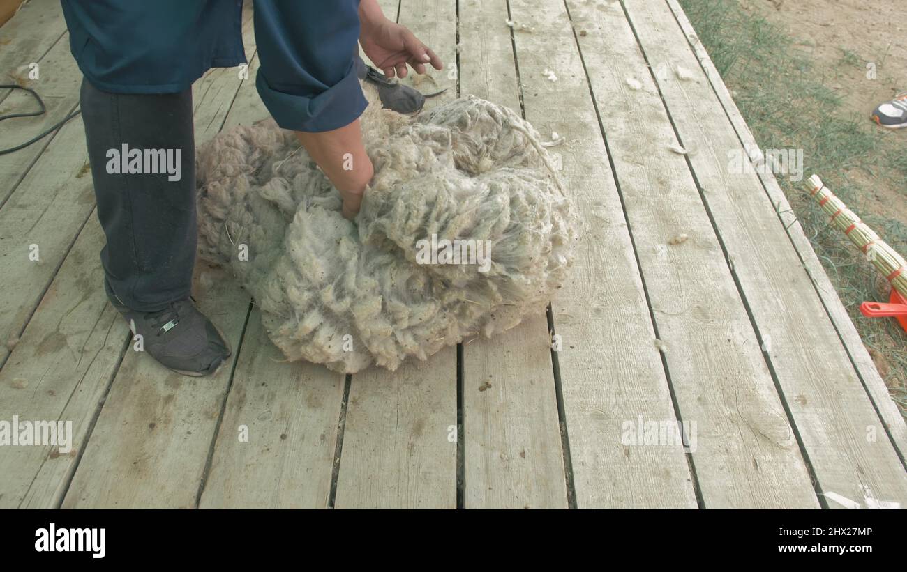 Men shearer shearing sheep at agricultural show in competition. The ...