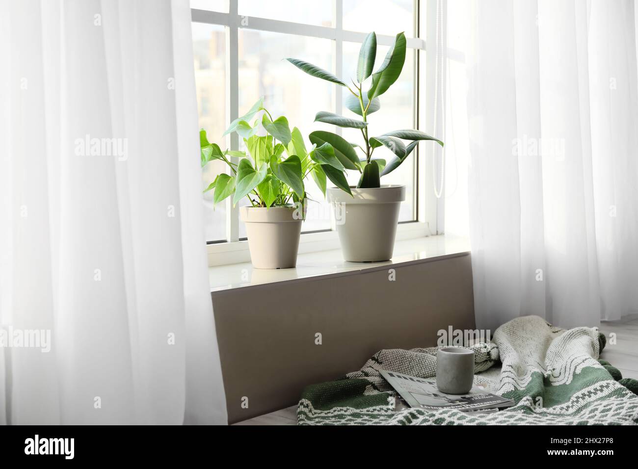Green houseplants on window sill Stock Photo - Alamy