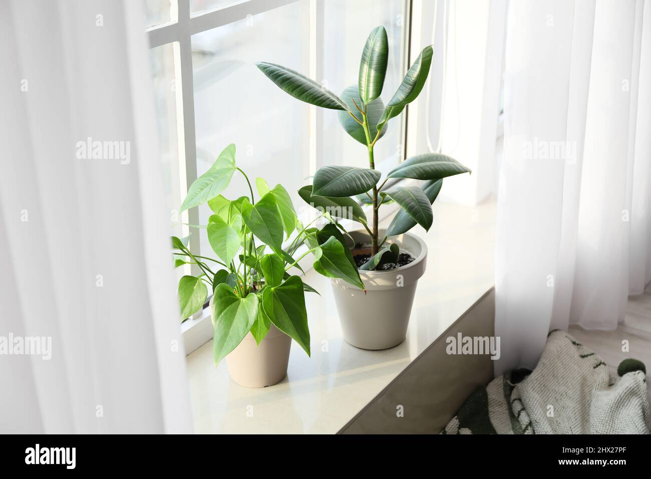 Green houseplants on window sill Stock Photo - Alamy