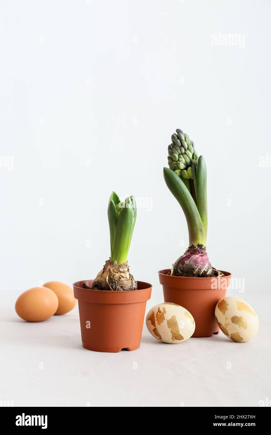 Pots with beautiful hyacinth plants and Easter eggs on light background ...