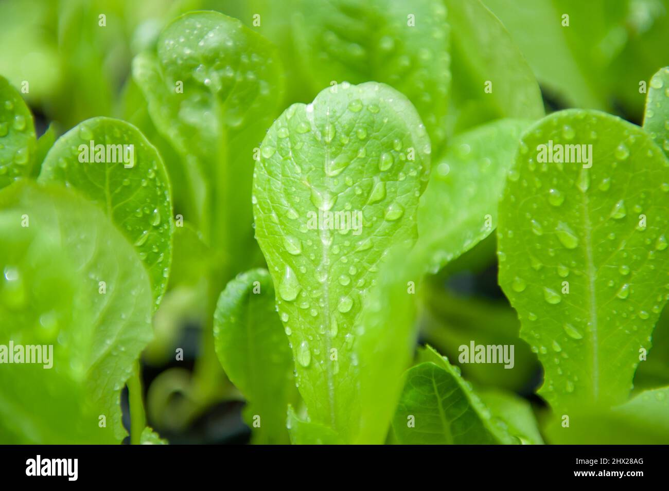 Fresh young Choy Sum growing in a nursery garden. Organic vegetable ...